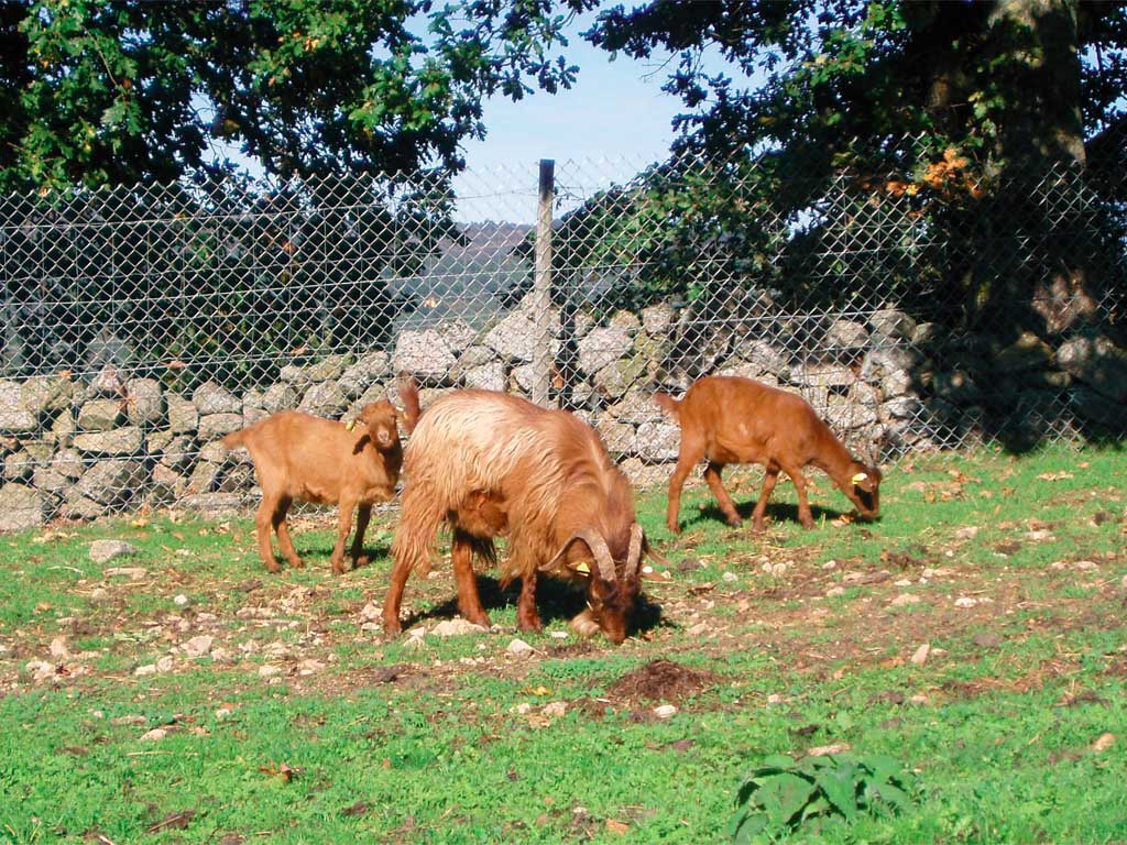 Cabra Galega - INORDE